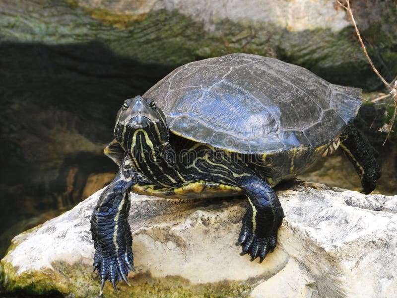 A Large Turtle Saddled a Large Rock Stock Photo - Image of plant, wall ...