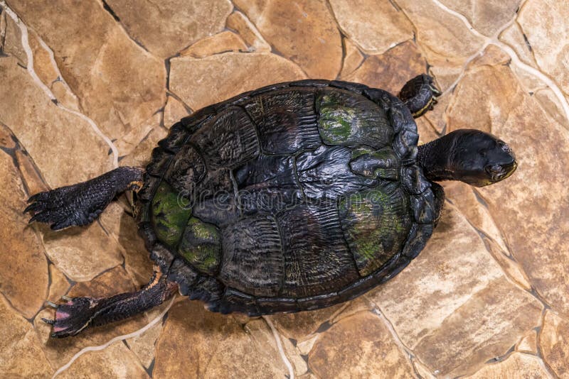 A Large Turtle with a Shell. the Turtle Has a Body Outside the Shell ...