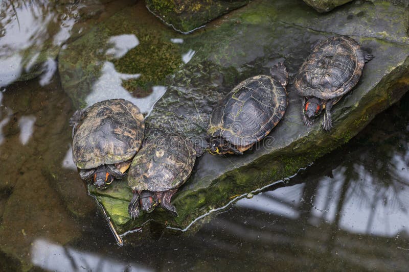 A Large Turtle with a Shell. the Turtle Has a Body Outside the Shell ...