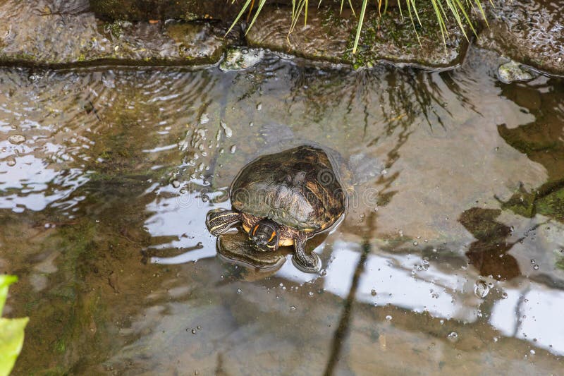 A Large Turtle with a Shell. the Turtle Has a Body Outside the Shell ...