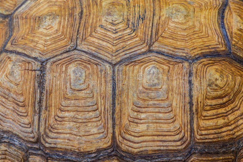 Large Turtle Shell Texture Beautiful Stock Photo - Image of hexagon ...