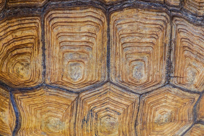 Large Turtle Shell Texture Beautiful Stock Photo - Image of large, hard ...