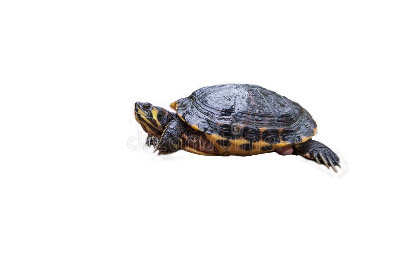 A Large Turtle with a Shell. the Turtle Has a Body Outside the Shell ...