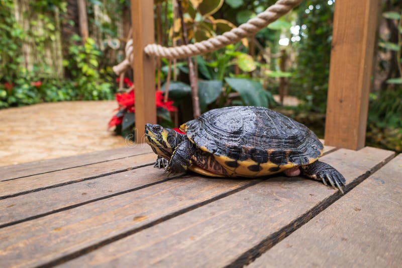 A Large Turtle with a Shell. the Turtle Has a Body Outside the Shell ...