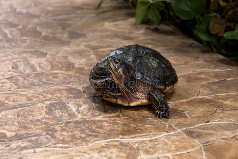 A Large Turtle with a Shell. the Turtle Has a Body Outside the Shell ...