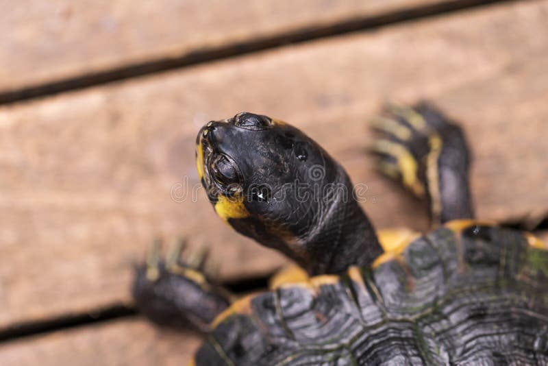 A Large Turtle with a Shell. the Turtle Has a Body Outside the Shell ...