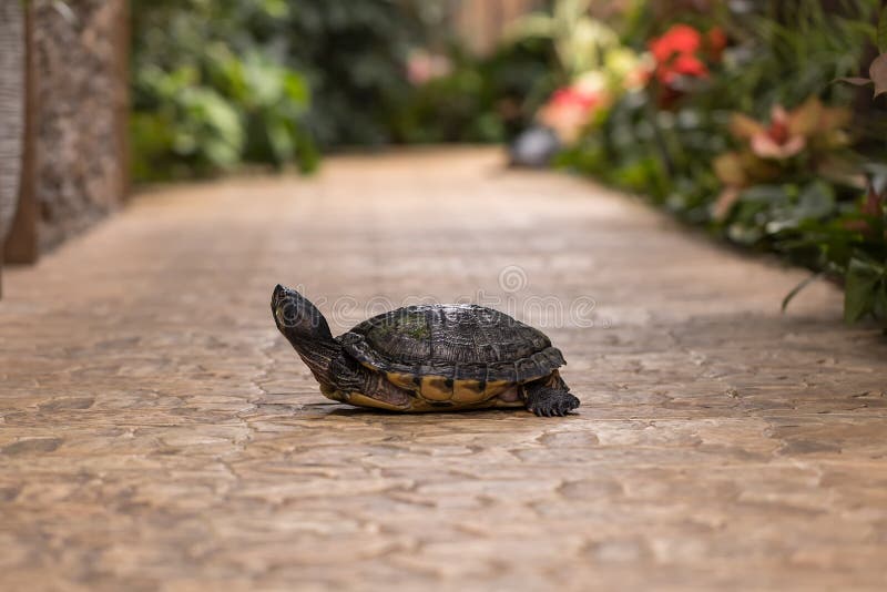 A Large Turtle with a Shell. the Turtle Has a Body Outside the Shell ...