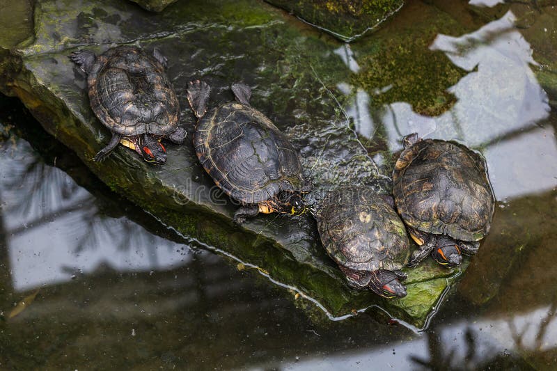 A Large Turtle with a Shell. the Turtle Has a Body Outside the Shell ...
