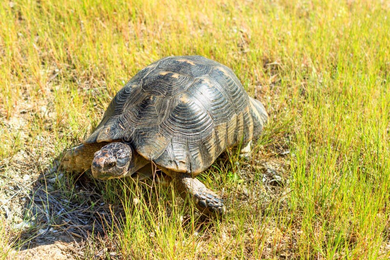 A Large Turtle Slowly Crawls in the Thick Green Grass. Stock Photo ...