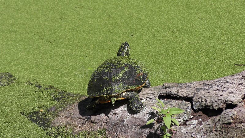 Large Turtle Sunning in Florida Green Swamp Stock Video - Video of ...