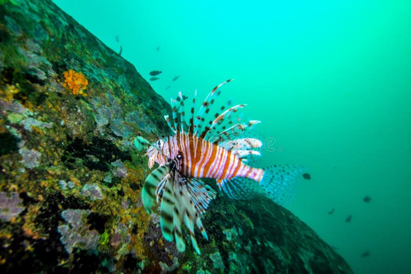 Lionfish in Indian Ocean Close To the Sri Lanka Island Stock Image ...