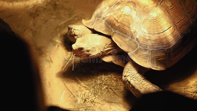 A Large Turtle in a Terrarium Basks Under an Infrared Lamp Stock Video ...