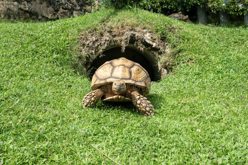 A Large Turtle is Walking on Green Lawn Stock Photo - Image of walking ...
