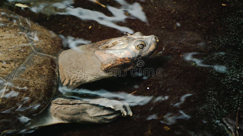 A Large Turtle in the Water, Visible Head and Armor Shell Stock Video ...