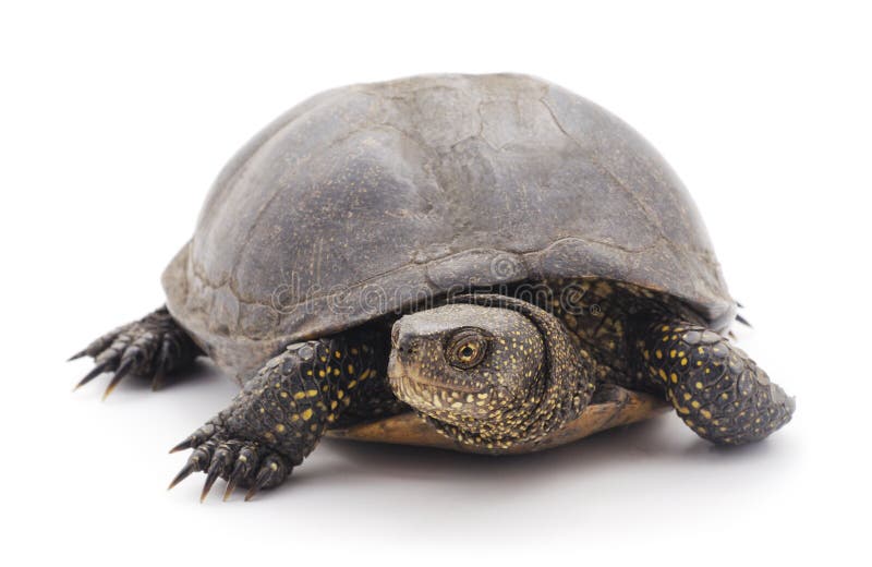 Large Turtle (Megalochelys Gigantea) Stock Photo - Image of ancient ...
