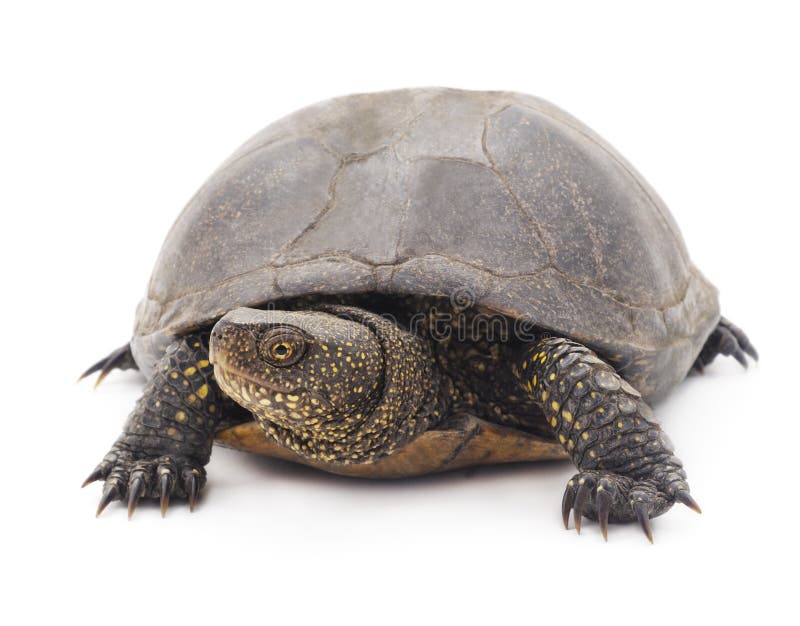 Large turtle. stock image. Image of cute, large, nature - 59301439