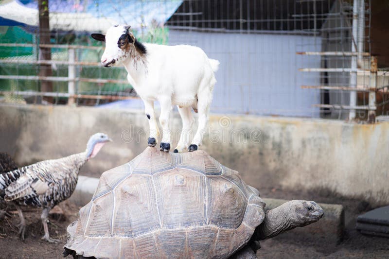 A Large Turtle with a White Goat Stood Above it Like a Model Master ...