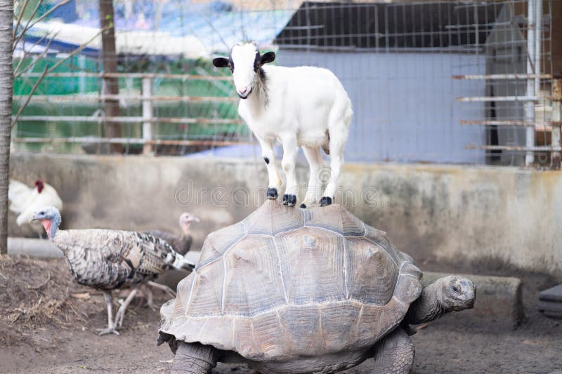 Exotic Goat Species Galapagos Island Stock Photos - Free & Royalty-Free ...