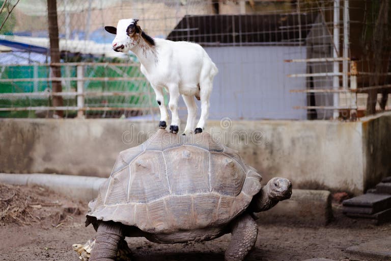 A Large Turtle with a White Goat Stood Above it Like a Model Master ...