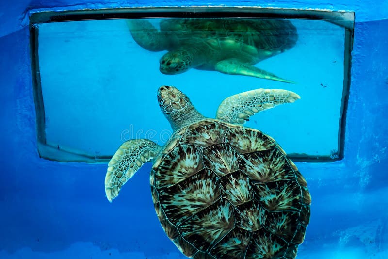 Large Turtles in a Large Aquarium - Turtle Poses for Photo Stock Photo ...