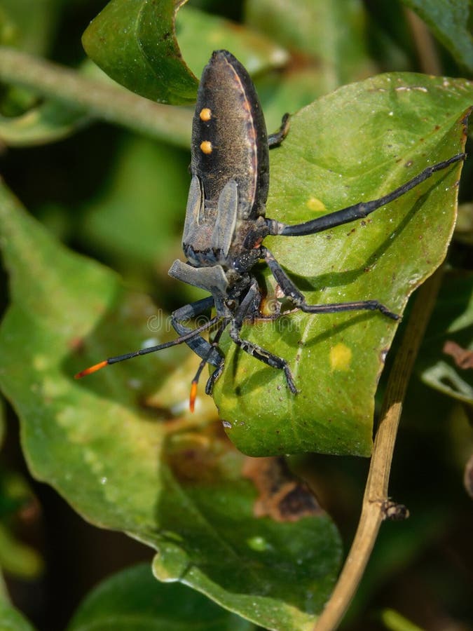 Twig Wilter Insect on a Blackberry Vine Stock Image - Image of insects ...