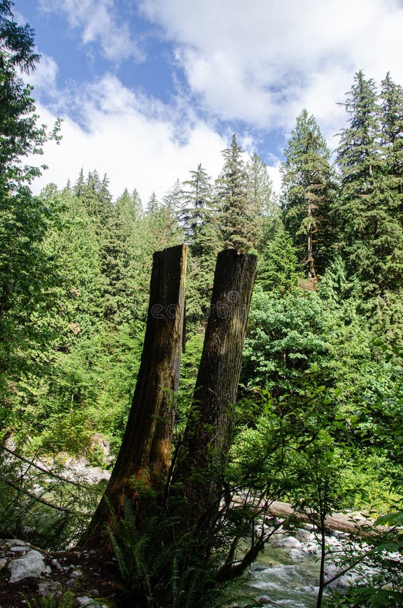 Large Twin Tree Stumps Inside a Dense Pine Tree Forest with Streams ...