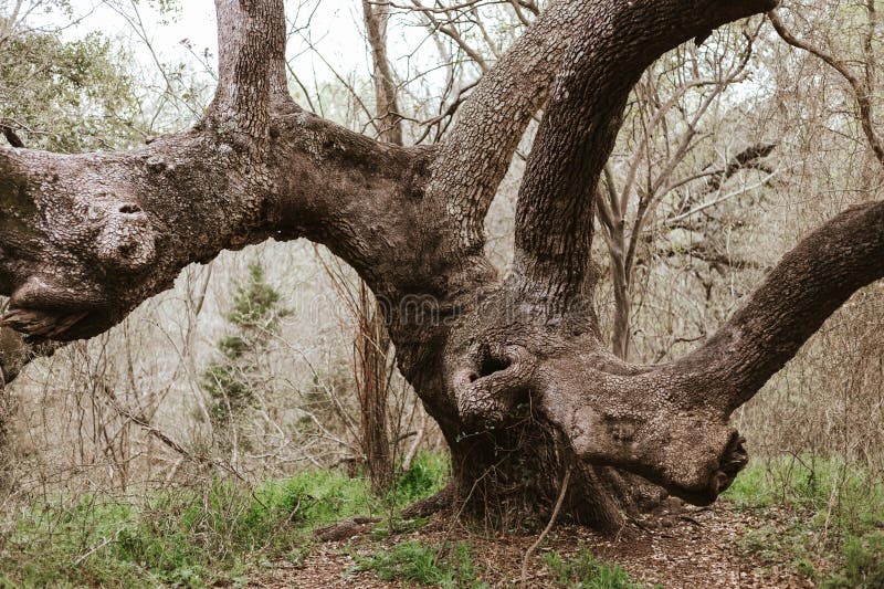 Large, Twisted Trunk and Branches of a Large Tree Stock Photo - Image ...