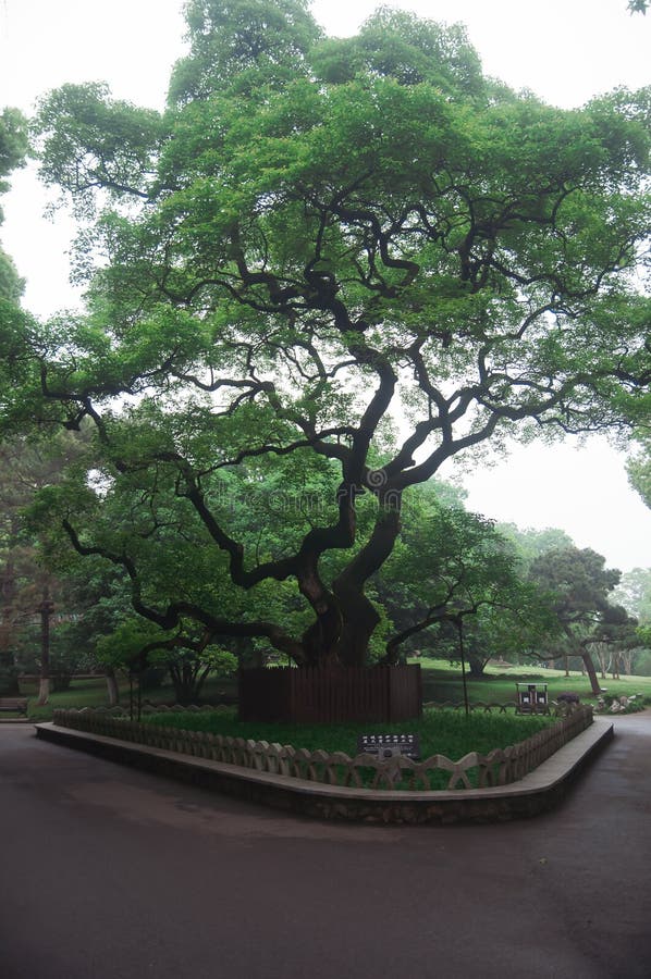 Large Unique Tree in Beautiful Garden in Wuhan, China Stock Photo ...