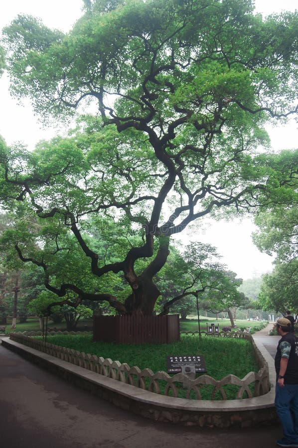 Large Unique Tree in Beautiful Garden in Wuhan, China Editorial Stock ...