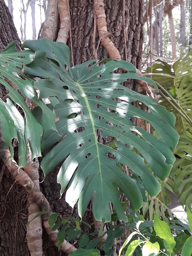 Large Unique Tree leaf stock image. Image of leaf, lake - 95994173