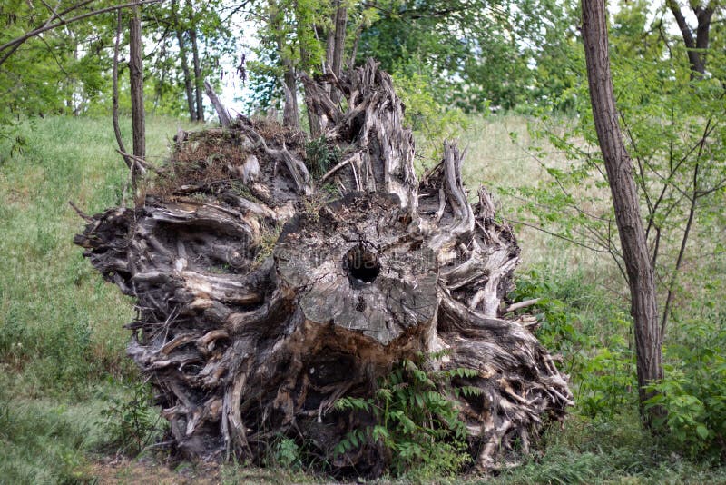 Large Uprooted Tree Stump. a Tree Uprooted by a Gale. Work in Forest ...