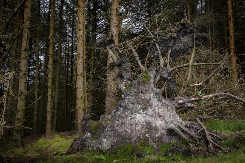 A Large Uprooted Tree in the Forest Stock Photo - Image of fallen ...