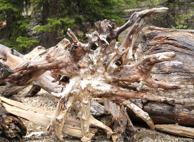 Uprooted Tree in Forest stock photo. Image of network - 237979842