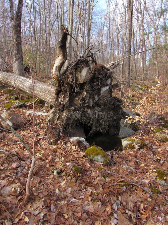 Large Uprooted Tree that Has Fallen in the Forest Stock Image - Image ...