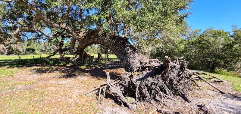 Large uprooted tree stock image. Image of tree, raised - 280894875