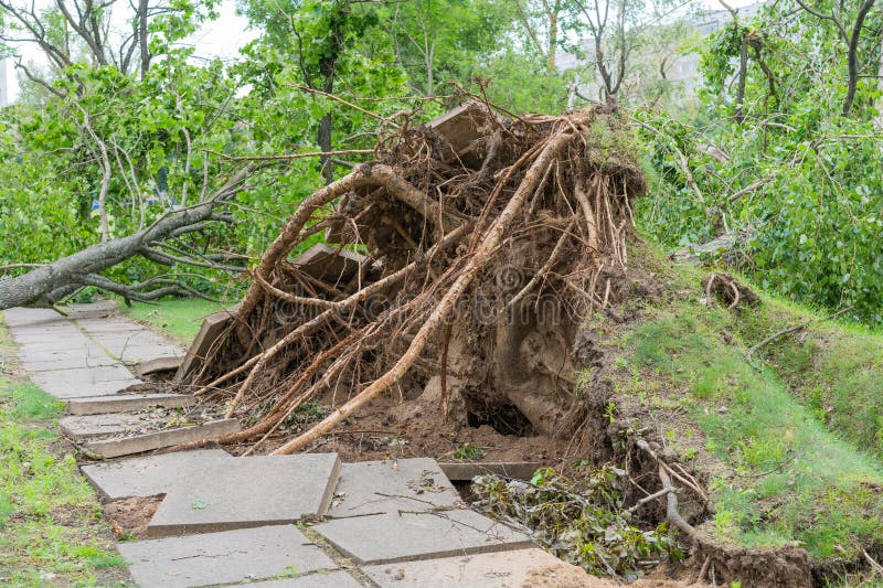 A Large Uprooted Tree Lies Across a Paved Surface, Its Expansive Root ...