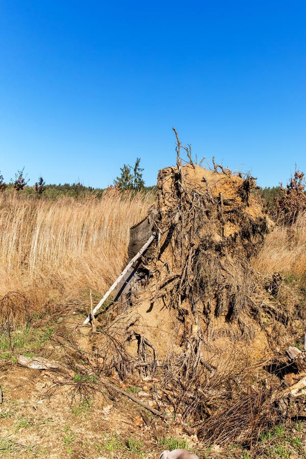 Large Uprooted Tree Stump. a Tree Uprooted by a Gale. Work in Forest ...
