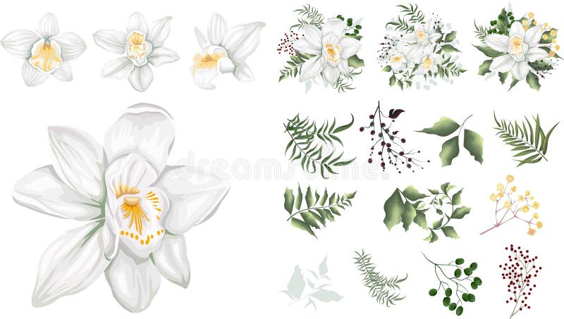 Large Vector Floral Set. Separate Flowers of White Orchids Isolated on ...