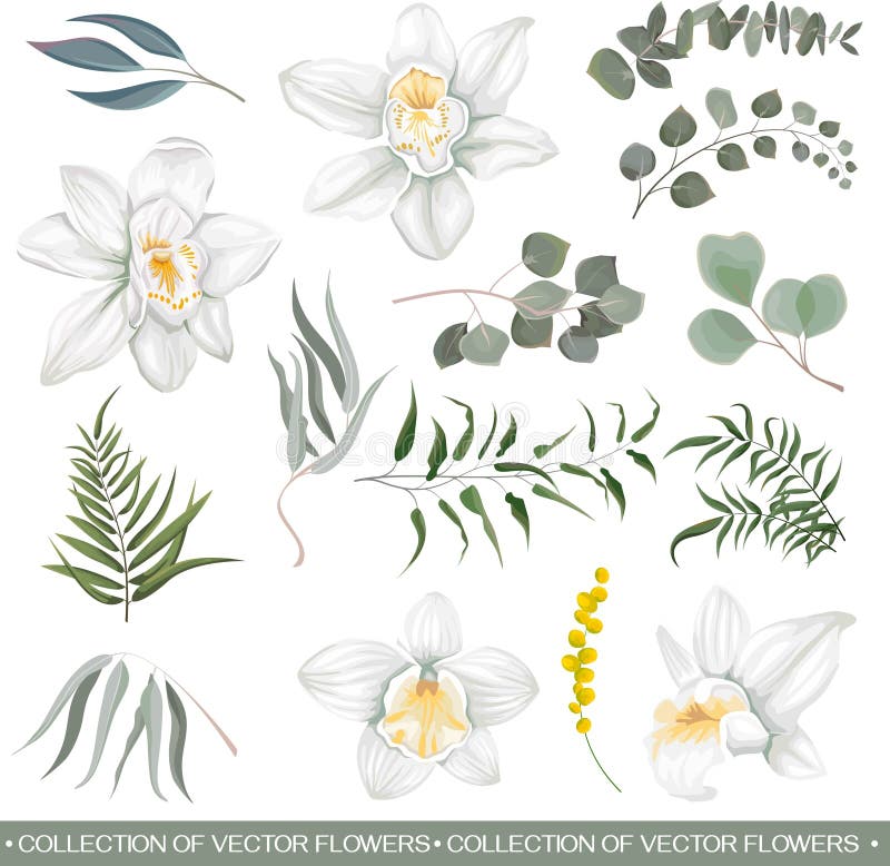 Large Vector Floral Set. Separate Flowers of White Orchids Isolated on ...