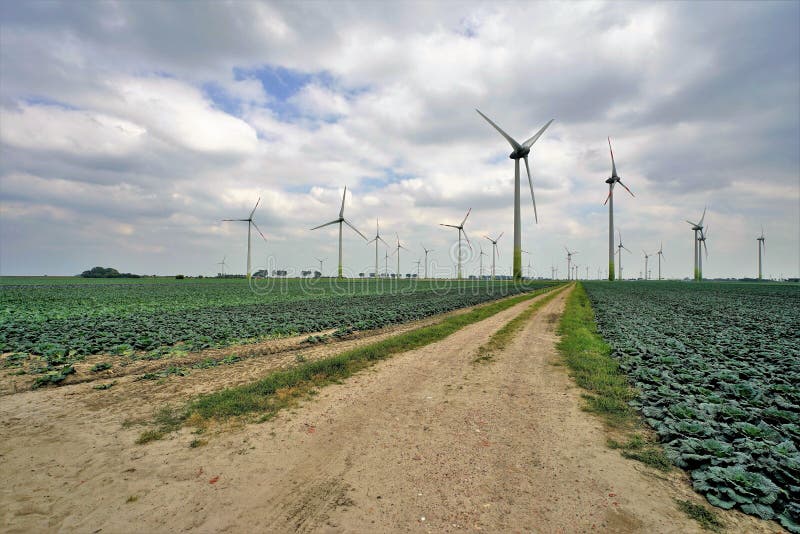 Large Vegetable Field with Savoy Cabbage in Summer Stock Image - Image ...