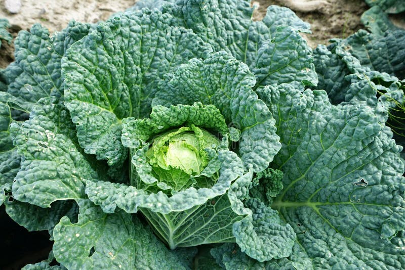 Large Vegetable Field with Savoy Cabbage in Summer Stock Image - Image ...