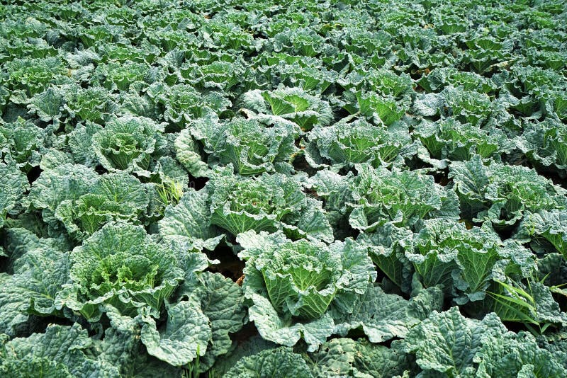 Large Vegetable Field with Savoy Cabbage in Summer Stock Image - Image ...