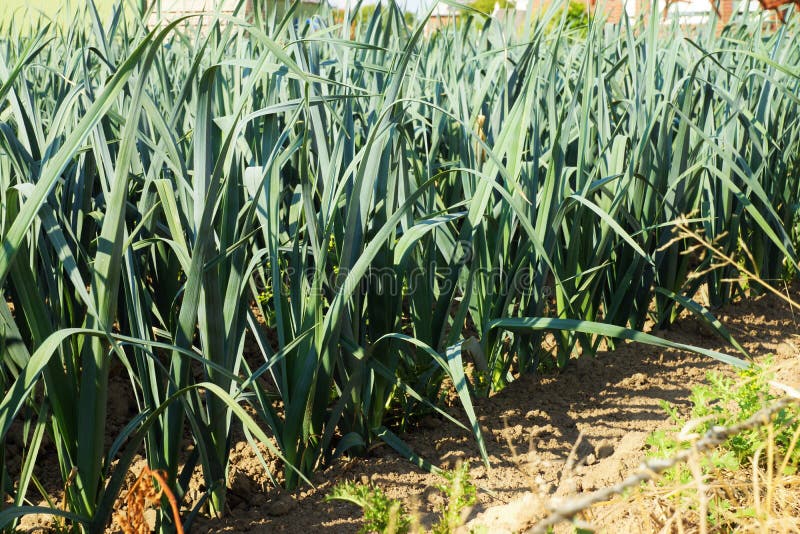 Large Vegetable Field with Leeks Stock Image - Image of harvesting ...