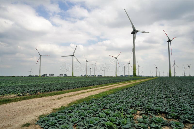 Large Vegetable Field with Savoy Cabbage in Summer Stock Photo - Image ...