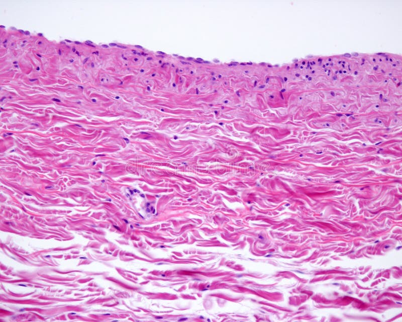Histology Adventitia Stock Photos - Free & Royalty-Free Stock Photos ...