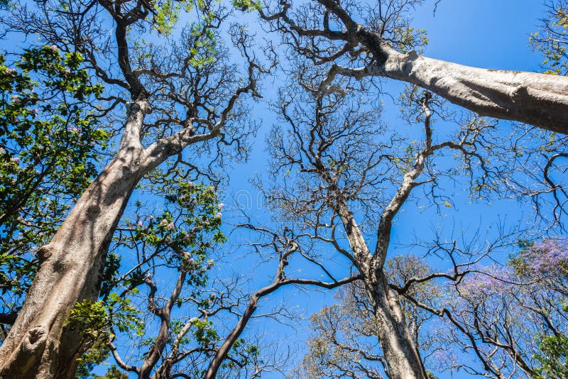 Large Vertical Trees Blue stock image. Image of blue - 34628151