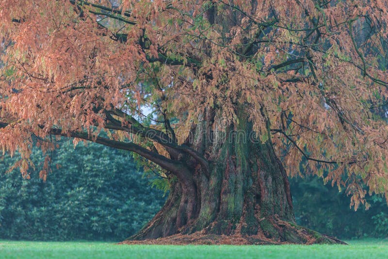 Large Very Old Tree with Red Leaves during Fall Stock Image - Image of ...