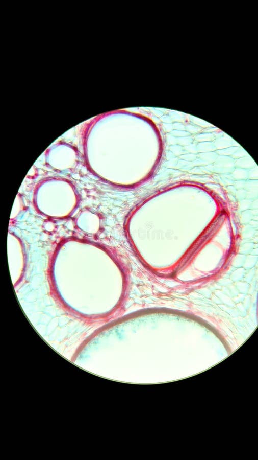 Secondary Structure of Pumpkin Root, Microscopic Photography Stock ...