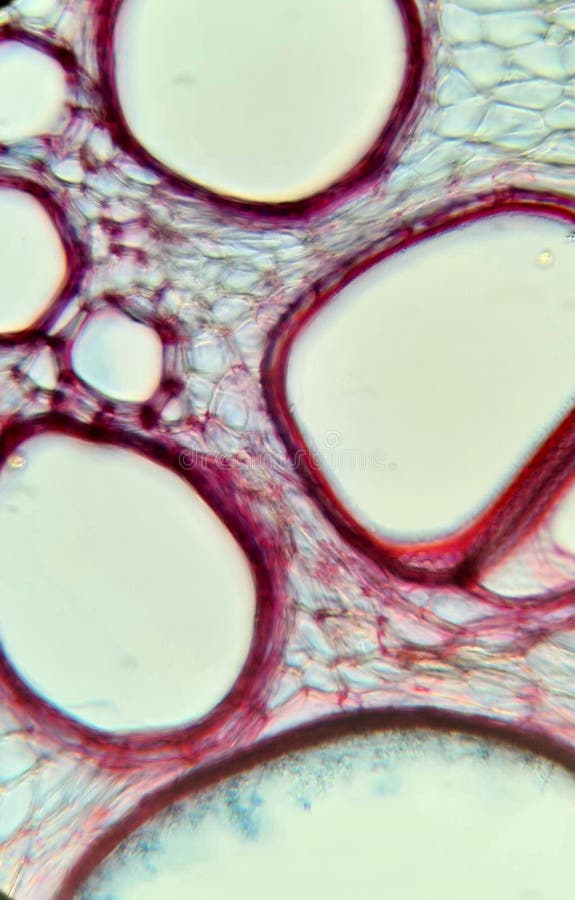 Secondary Structure of Pumpkin Root, Microscopic Photography Stock ...