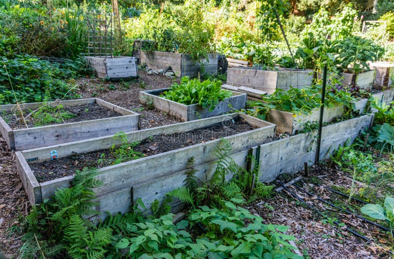 Seattle Pea Patch Garden 4 stock photo. Image of flowers - 255885416